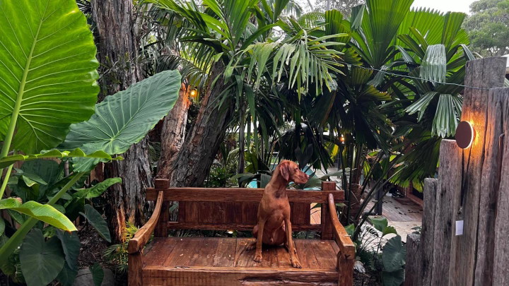 Beach Jungle - Pet-friendly Hot Tub, Firepit & Pool In Beachside Hideaway - Byron Bay