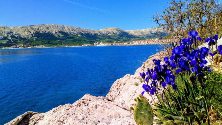 Lavender - Alpes