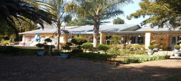 Lily Bees - Johannesburg