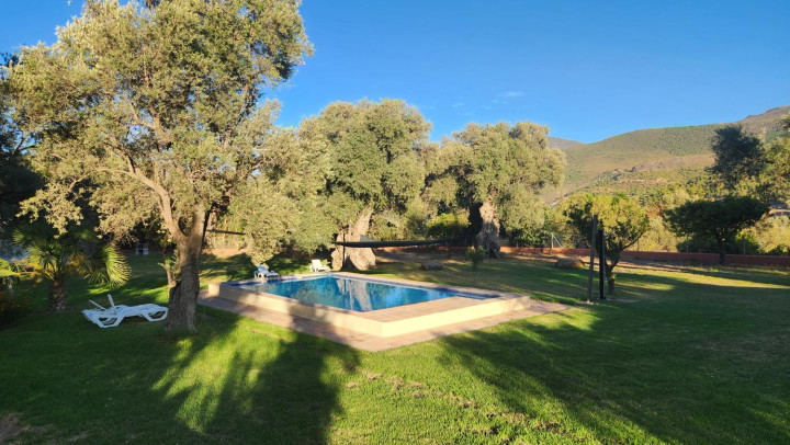 Los Olivos Centenarios - Capileira