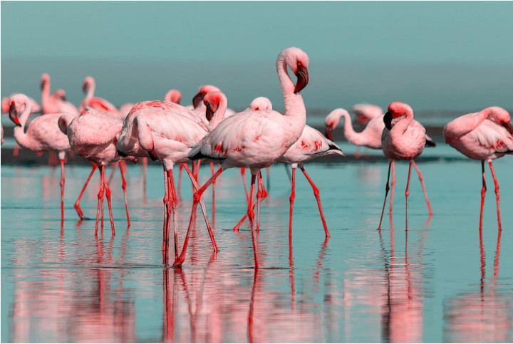 Les Flamants Roses - Châteaubriant