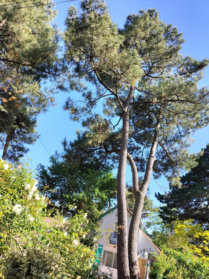 Maison à 50 M De La Plage Sous Les Pins - Saint-Brevin-les-Pins