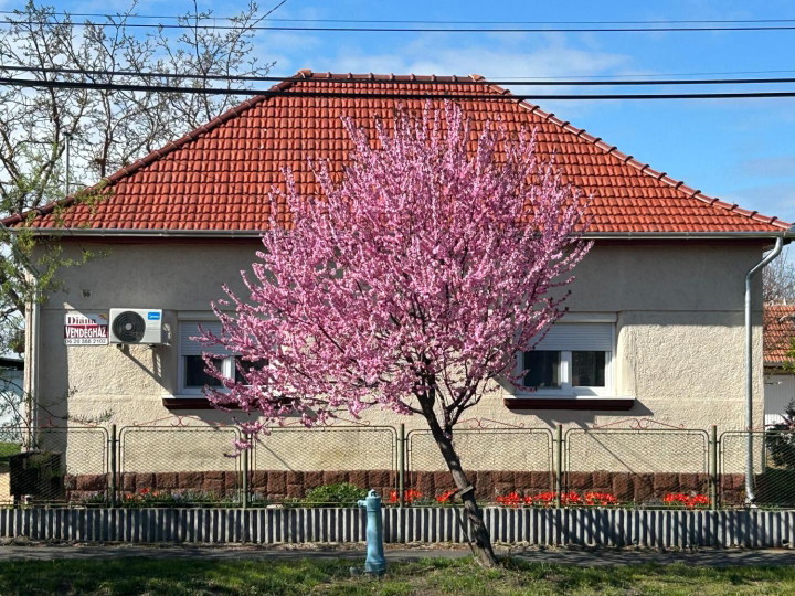 Diána-vendégház - Poroszló