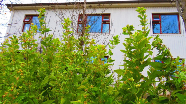 Guesthouse Kálfafellsstadur - Islande