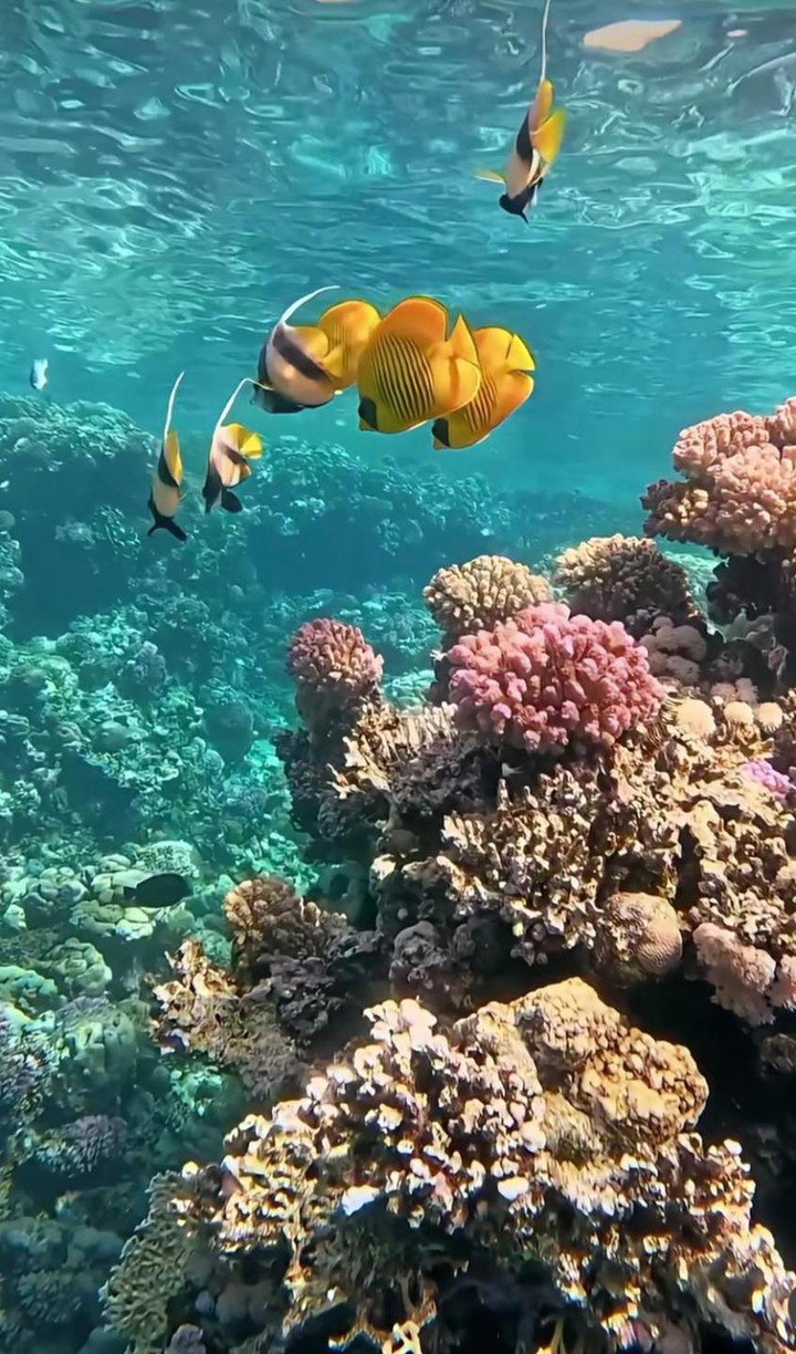 Coral Bay Vip - Egypt