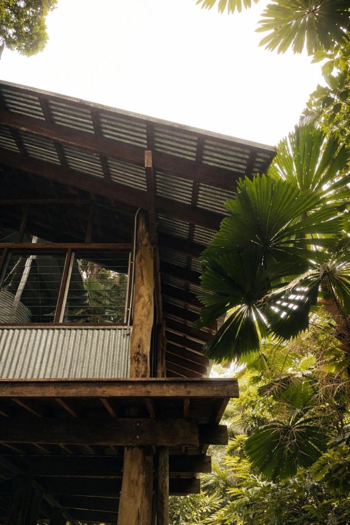 Firefly - Daintree