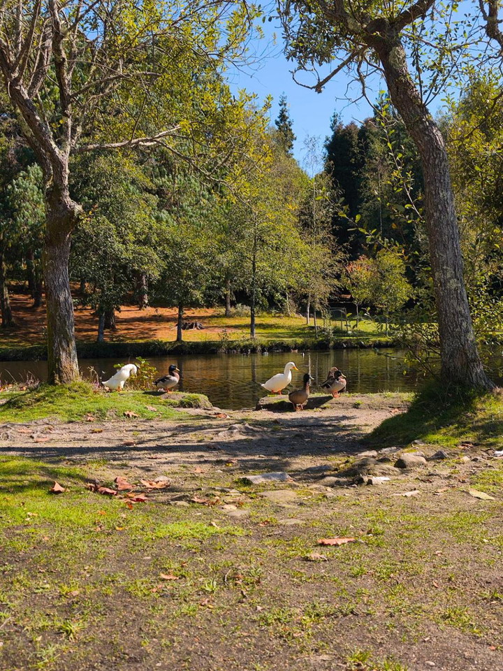 La Casa Del Lago Castiñeiras Refugio Para Familias Y Amigos - Marín