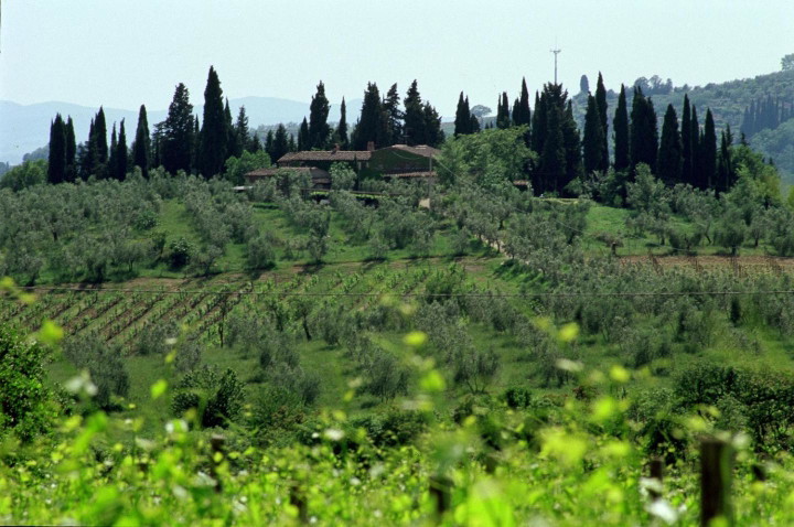 Fattoria Casa Sola - Poggibonsi