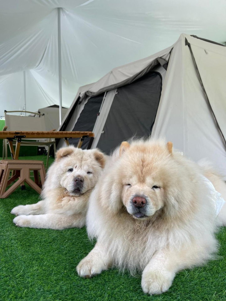 Igo Glamz 爱狗露营 Pet Friendly Glamping - Bentong