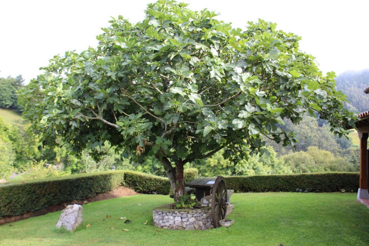 La Quintana Sinariega - Ribadesella