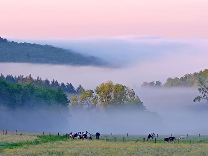Auprès De Mon Arbre - Vresse-sur-Semois