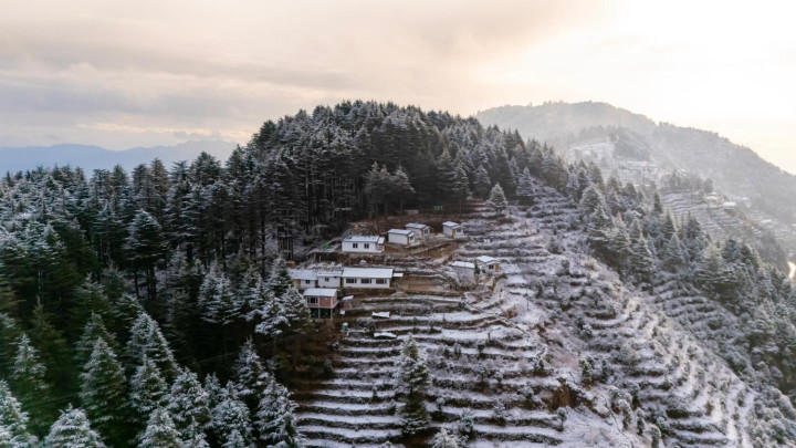 The Deodar Stays - Kanatal