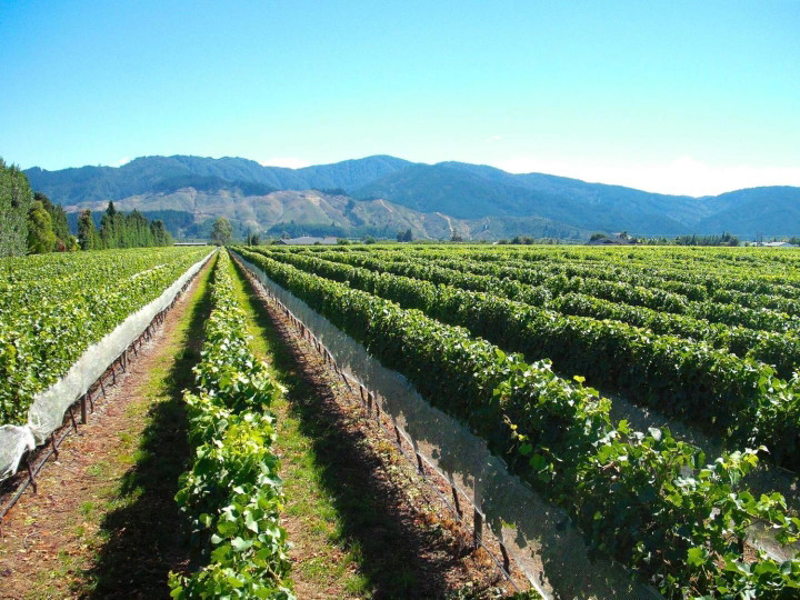 Marlborough Magic - Rapaura Holiday Home - New Zealand