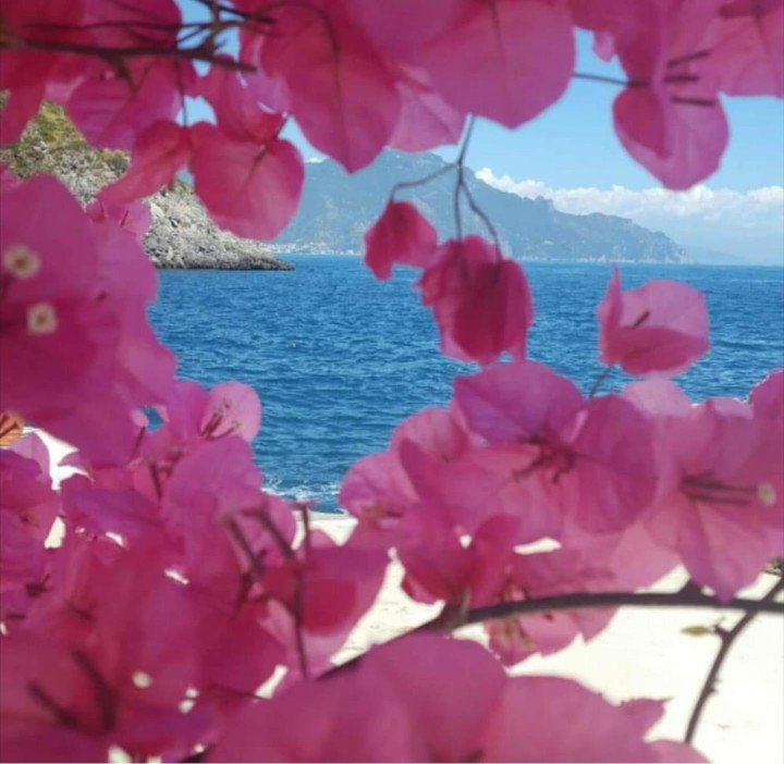 La Perla Apartment - Sant'Agnello