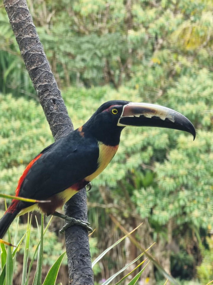 Hotel La Rana De Arenal - Costa Rica