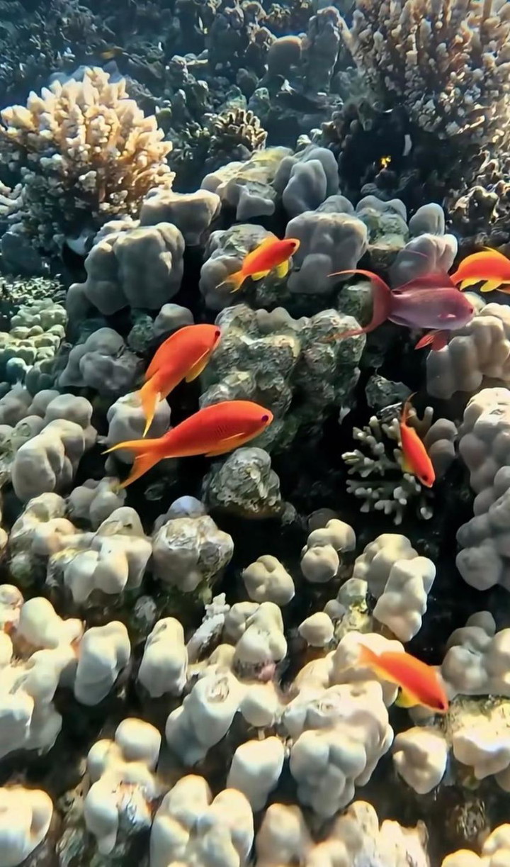 Coral Harem Uno - Sharm-el-Sheikh