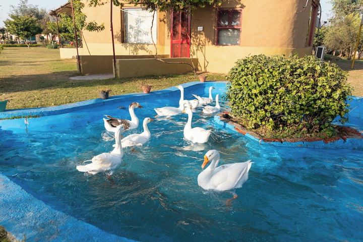 Arise Rustic Village Resort - Gurgaon