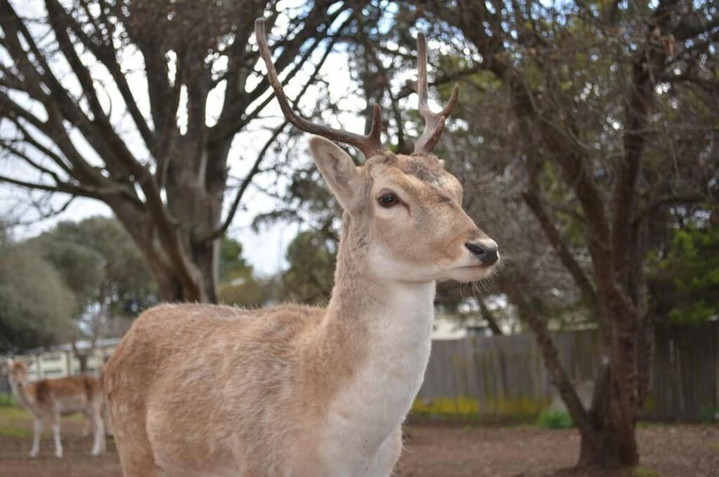 Deer Park Motor Inn - Armidale