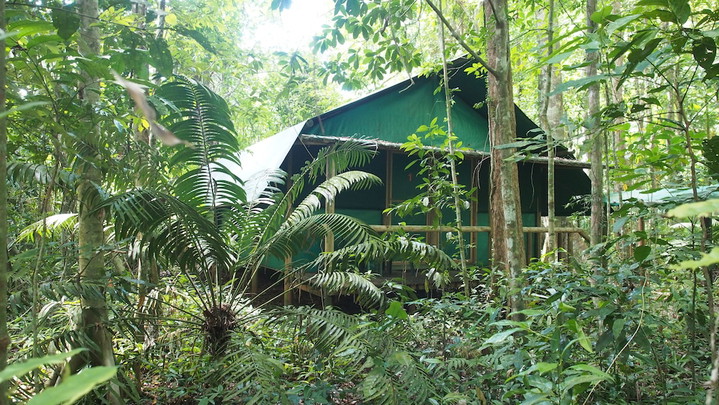 Daintree Crocodylus - Queensland