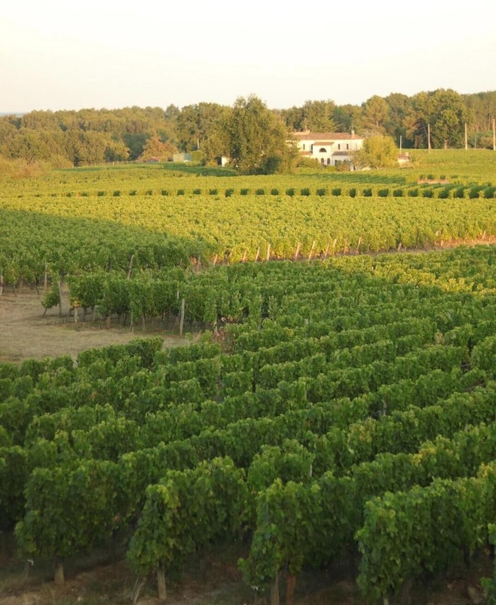 Le Coteau Des Sens - Castillon-la-Bataille