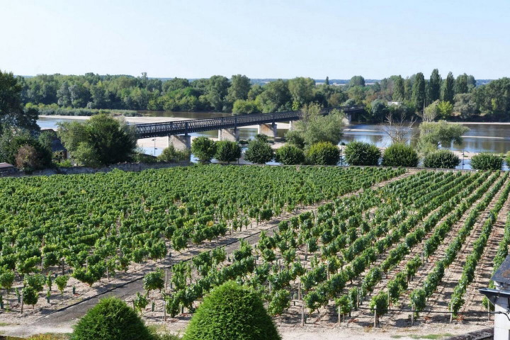 Vue Sur La Loire Et Les Vignes - Nièvre