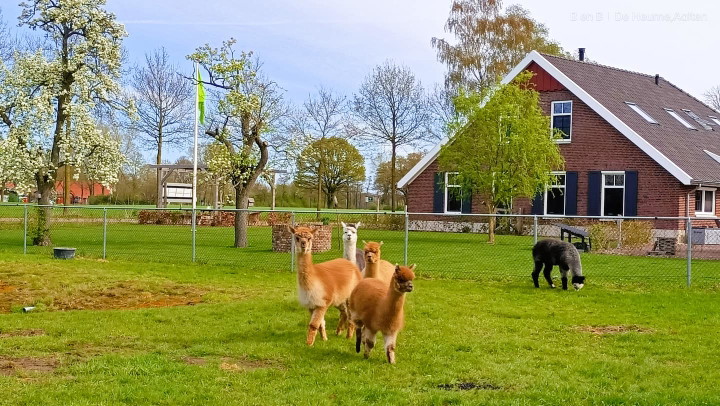 Alpaca Ranch D'n Achterhoek, B&b, Kamer Raza - Aalten