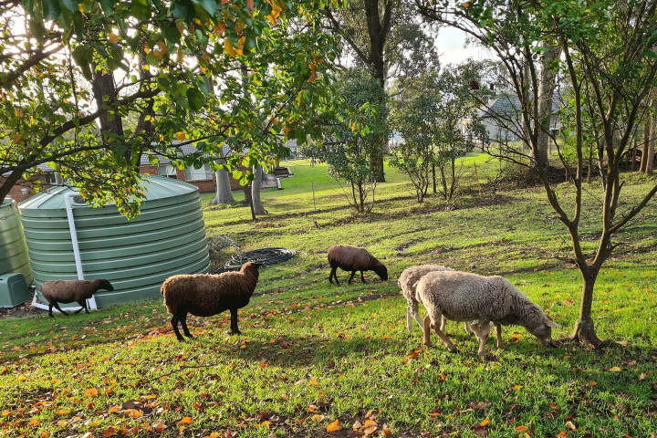 Whole Apartment @ The Place Of Peace - Hunter Valley