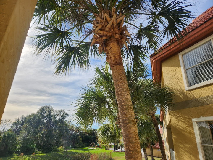 Palms Cove | #1210 - Orlando