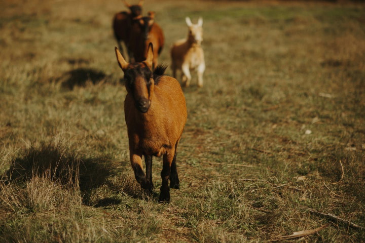 Family Farm B&b - Come Join Us For A Wonderful Farm Experience! - Powell River