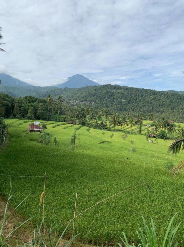 Private Room W/ Balcony Facing Rice Field @Munduk - Munduk