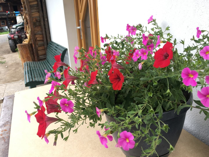Ferienwohnung Herrenlehen - Kitzbühel