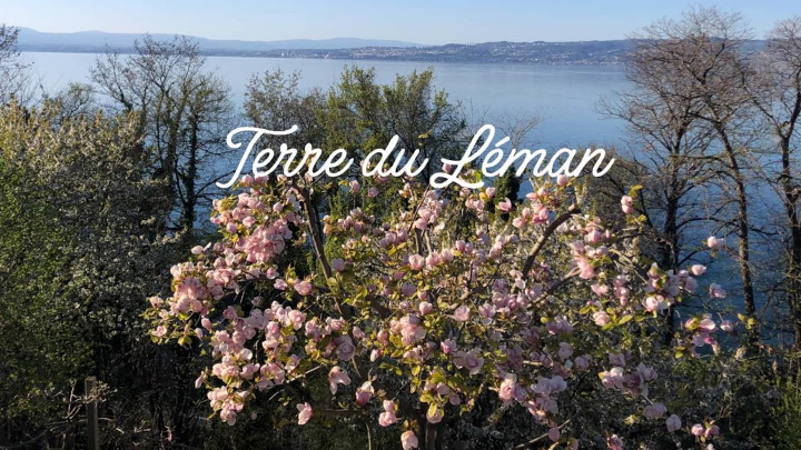Terre Du Léman - Lugrin