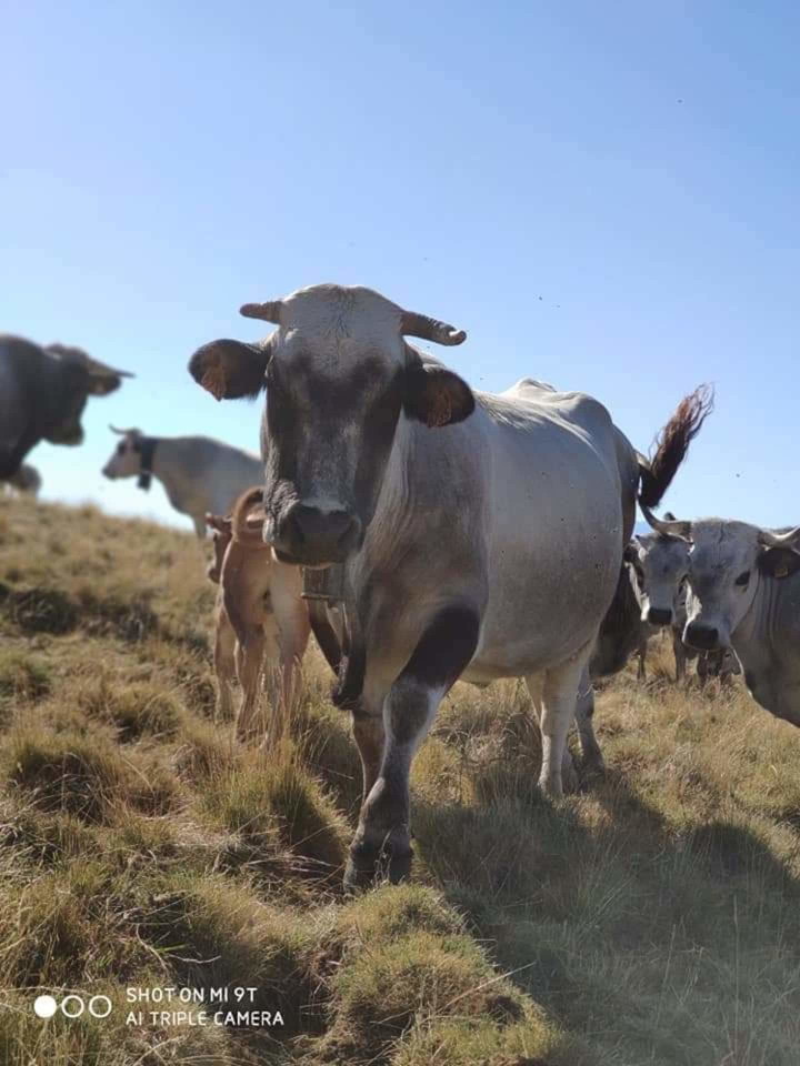 Mobilhome Tout Confort Camping à La Ferme Pyrénées - Plateau de Beille