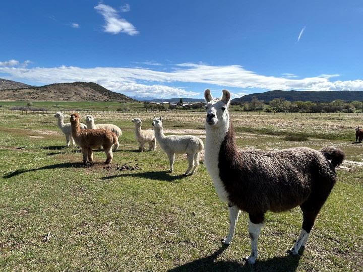 Alpaca Ranch Mountain Retreat - Mesa, CO