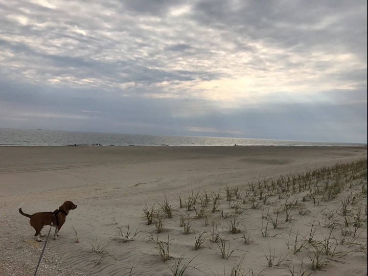 Dog & Family Friendly Home - Oceanside Brant Beach - Surf City