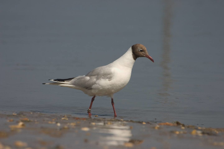 Mouette Rieuse - Sarzeau