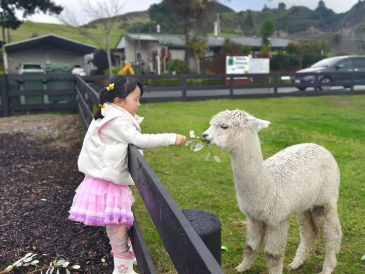 Studio Apartment With Alpacas At Hideaway - Rotorua