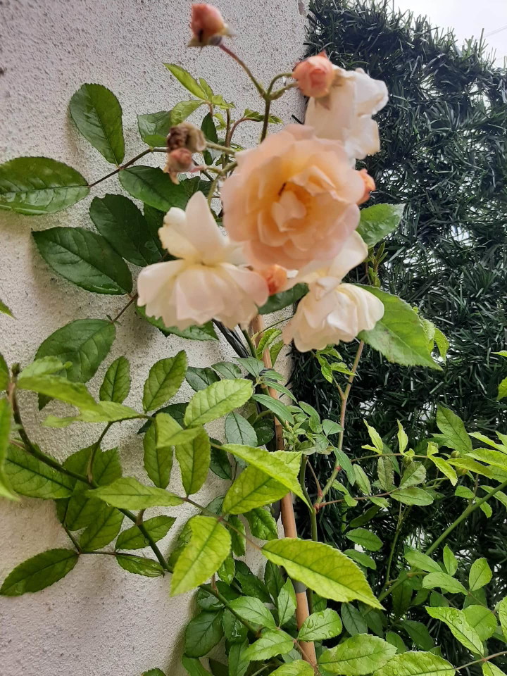 Maison Rose-coco - Carros