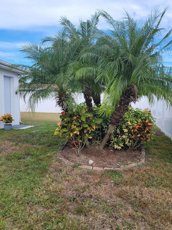The Palm Trees - Tarpon Springs, FL