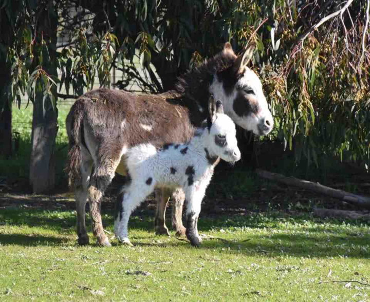 Malakai Farm Stay - Ballarat