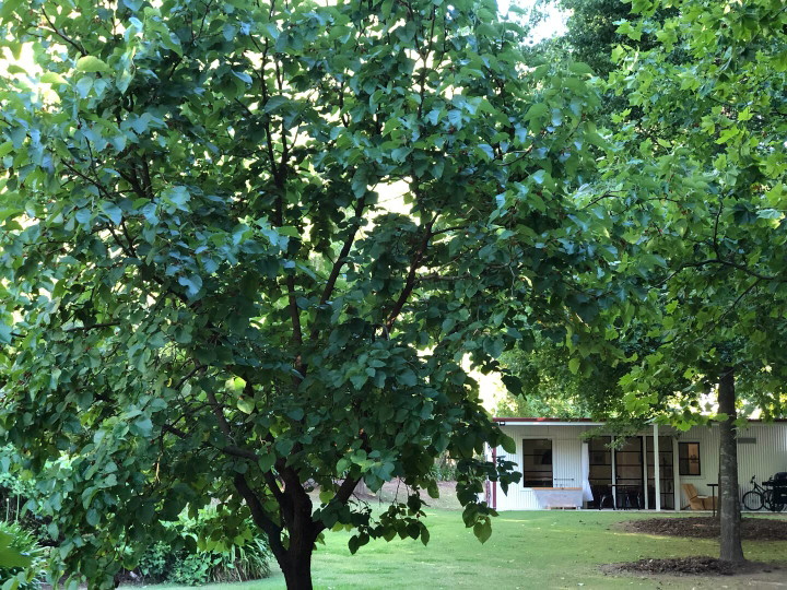 Hop Hall Cottage - Myrtleford