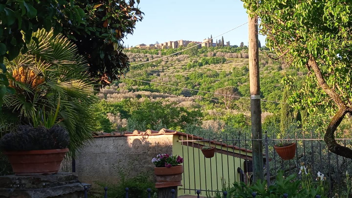 Magnolia - Cortona
