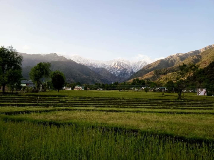 Dharyaal Homestay - Palampur