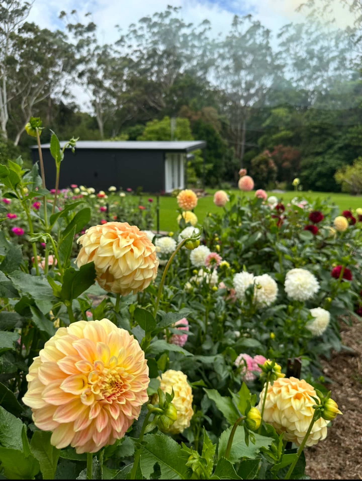 Tamborine Mountain Flower Farm - Scenic Rim Regional