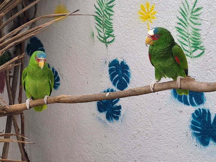 Escape To The Royal Creole Of The Jewel - Belize