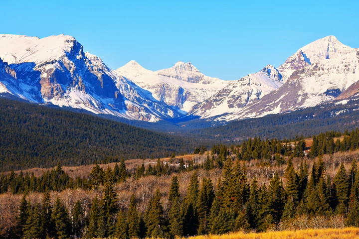 Brown Bear Bungalow - Montana