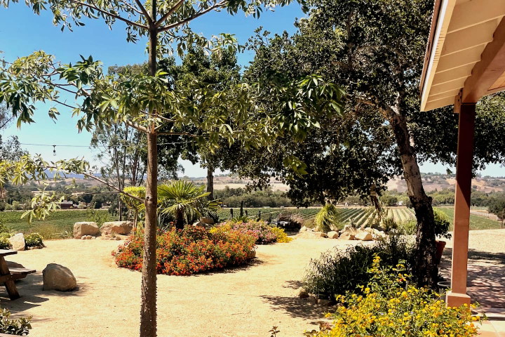 Hilltop Vineyard And Agave Field With View - Los Olivos, CA
