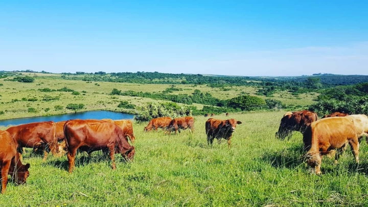 Mkulu Kei Reserve/wild Wind Ranch. - South Africa