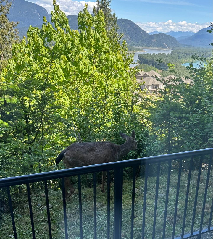 Dnd Bnb 2-bedroom Child & Pet-friendly Suite - Chilliwack