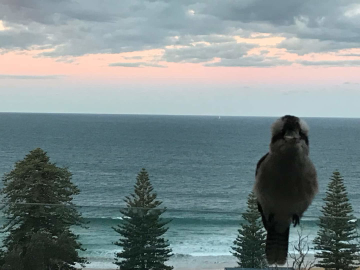 Blue Seas Avoca Beach - Terrigal